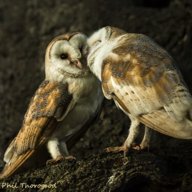 9 breeding cycle - The Barn Owl Trust