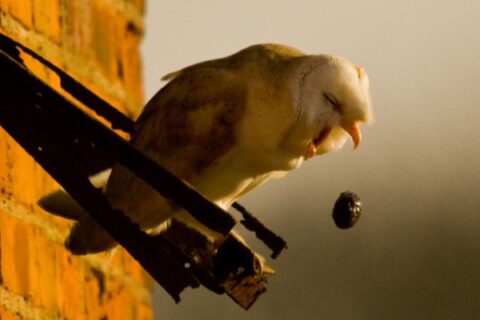 Barn Owl facts and fun for kids - The Barn Owl Trust