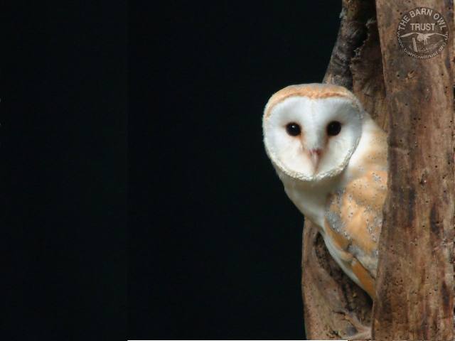 Barn_Owl_hollow_tree_31161954523 - The Barn Owl Trust
