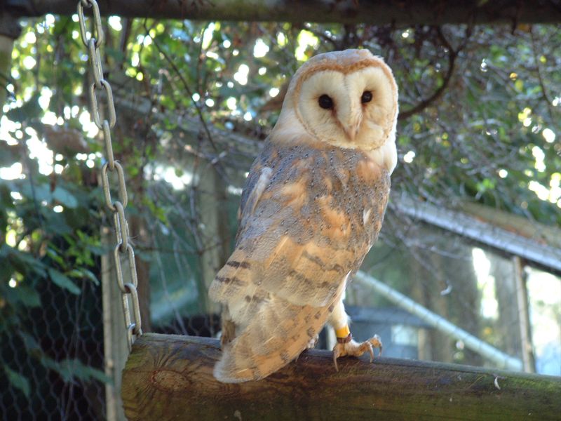 Rescued Owl in one of the Barn Owl Trust's large aviaries - The Barn ...