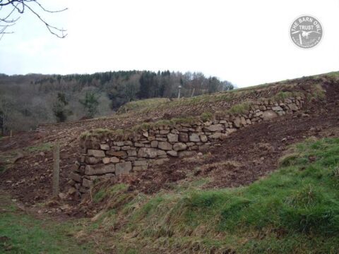 Stone-faced hedge bank & orchard re-creation - The Barn Owl Trust
