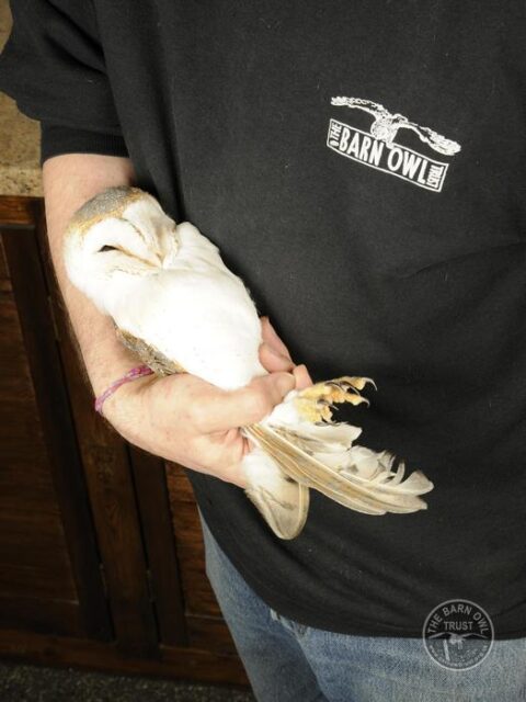 How to check Owls for injuries - The Barn Owl Trust