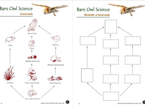 Barn Owl conservation: Science educational resources - The Barn Owl Trust