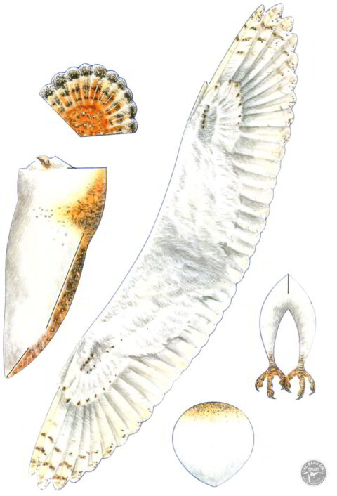 Owl crafts: Barn Owl mobile - The Barn Owl Trust