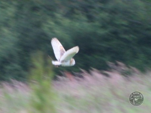 Barn Owl radio tagging and tracking - The Barn Owl Trust