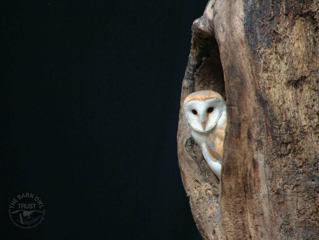 Barn Owl Hollow Tree Wallpaper [Melanie Lindenthal] - The Barn Owl Trust