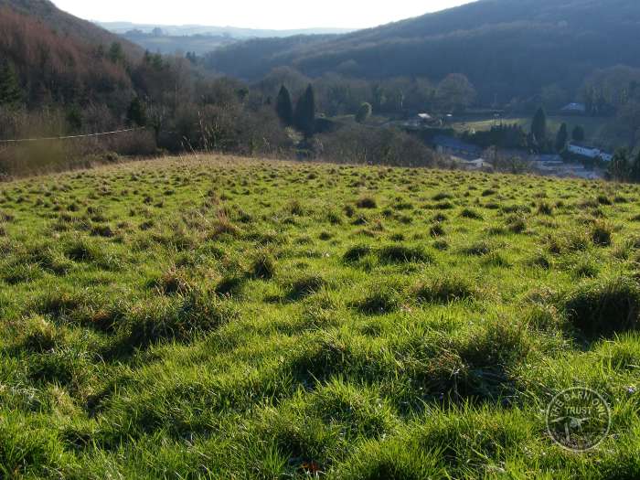 Rough grassland provides an excellent foraging habitat - The Barn Owl Trust